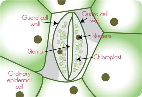 Leaf Stomata Labeled