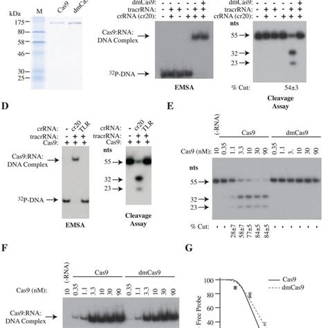 Pdf Protospacer Adjacent Motif Pam Distal Sequences Engage Crispr Cas9 Dna Target Cleavage