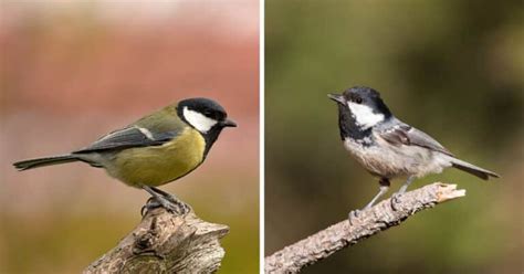 Great Tit Vs Coal Tit Key Differences Explained Bird Nature