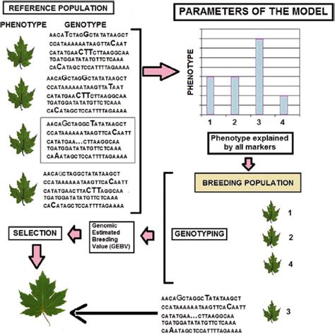4 Genomic Selection Scheme This Model Explains Phenotype Based On All