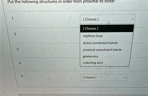 Put The Following Structures In Order From Proximal To Distal 1 [choose] [choose] 2 Nephron
