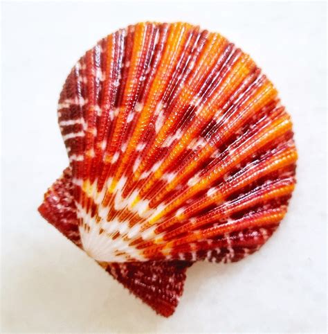 Seashell Pecten Pallium Pectinidae Royal Cloak Scallop Scallop