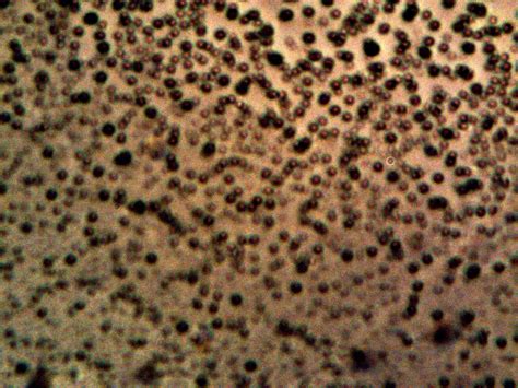Cross Domain Bacteria Isolation Carnicom Institute