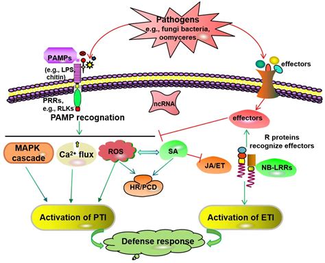 Plant Disease Resistance Related Signaling Pathways Recent Progress And Future Prospects