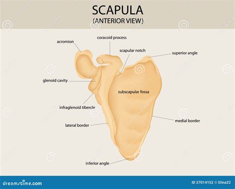 Scapula Anterior View Unlabeled