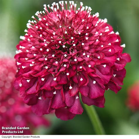 Scabiosa Scoop Raspberry Suttons