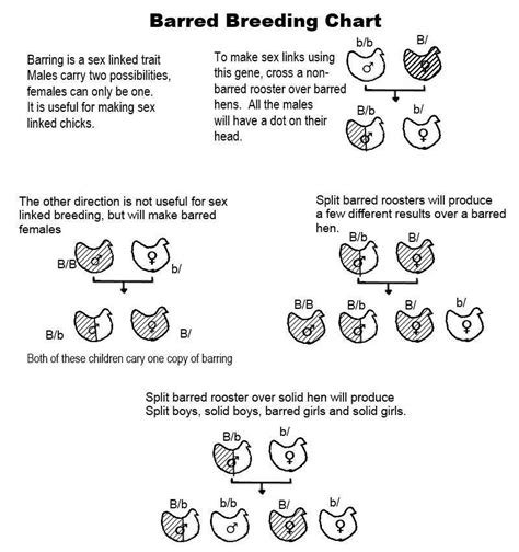 Sex Linked Chickens Bitchin Chickens
