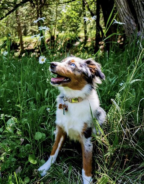 Rey’s photo shoot in the Black Hills : r/miniaussie