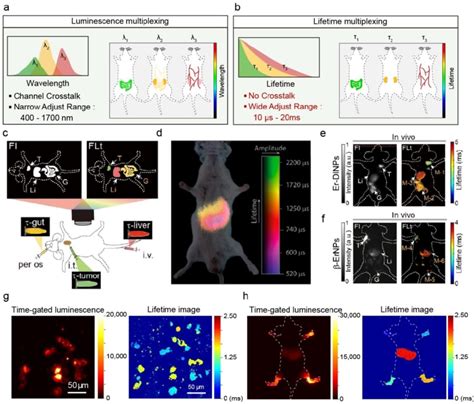 A Schematic Illustration Of The Principle Of Multiplexed Bioimaging Download Scientific