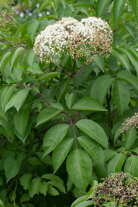 For Planting 2 Elderberry Plants Live 6 To 12 Inches Height Sweet