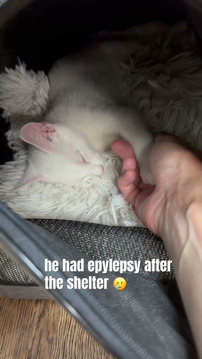 He Had Epylepsy Seizures After The Shelter 🥲 Shelter Cat Epylepsy Seizures Newyorkcity Nyc