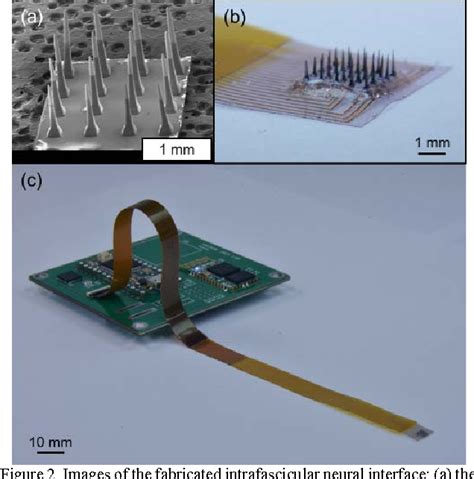 Figure 2 From Development Of An Intrafascicular Neural Interface For Peripheral Nerve