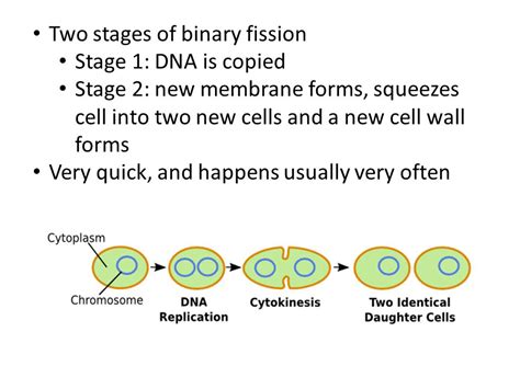 Chromosomes And Cell Reproduction Ppt Video Online Download