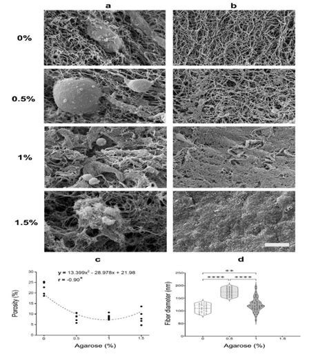 Representative Sem Micrographs Showing The Ultrastructure Of A