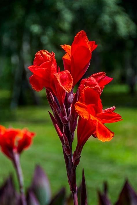 Kana Dosna Red Dazzler 1 Hlíza červená Farmařenícz