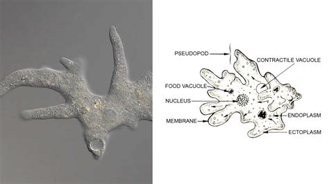 Cytoplasm Functions Structure Definition And Diagram Biology Notes Online