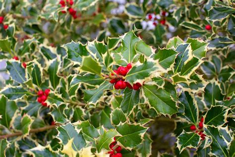How To Grow And Care For English Holly Ilex Aquifolium