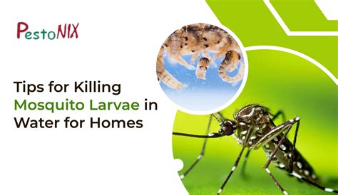 Tips For Killing Mosquito Larvae In Water In Kolkata