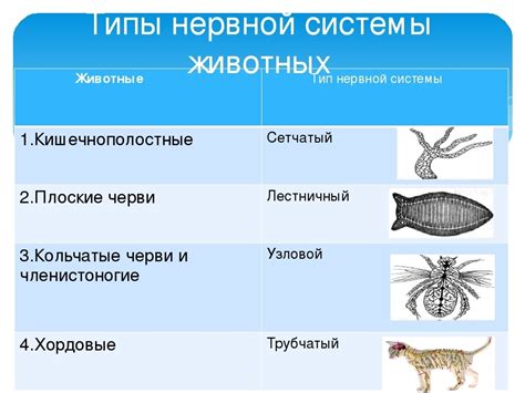 Схема нервной системы животных 87 фото