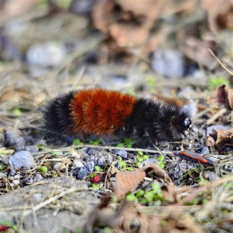 Wooly Bear Chrysalis