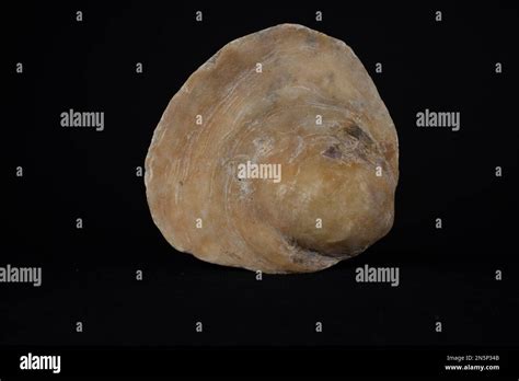 Dark Yellow Outside Shell Of A Shellfish Exoskeleton Bearing Aquatic