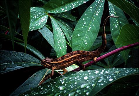 도마뱀 자연 비 Pixabay의 무료 벡터 그래픽 Pixabay