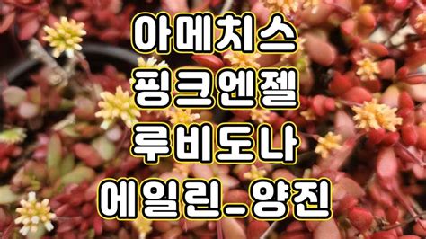 다육이풍무역앞 사막에 장미입니다~예쁜 아이들 구경 하세요~ Youtube