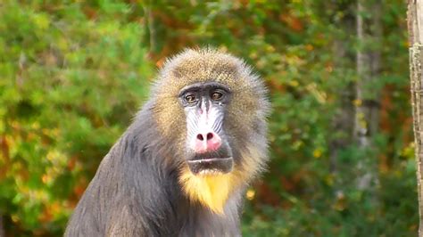 Cute Baby Monkey Videos Download Free K Hd Stock Footage Clips Pixabay