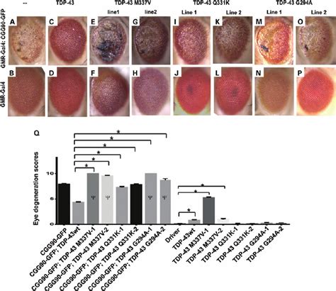 Tdp 43 Disease Causing Mutants Exacerbate Cgg Repeat Toxicity A P
