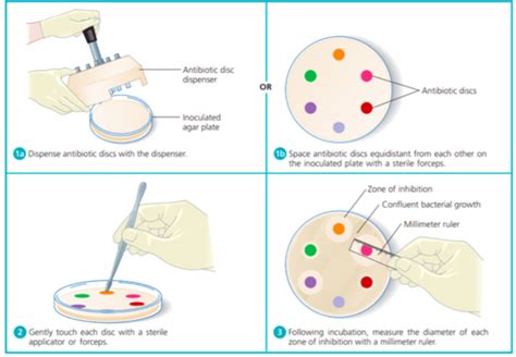 Antibiotic Sensitivity Susceptibility Testing Flashcards Quizlet