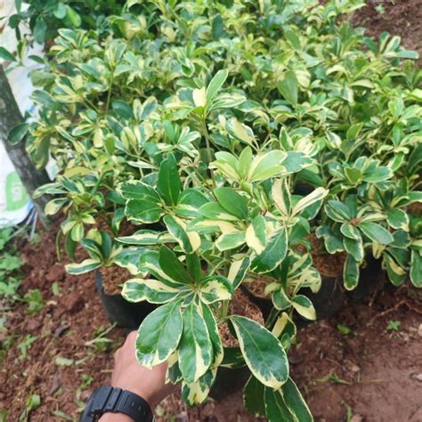 Jual Tanaman Walisongo Goldenpohon Walisongo Kuning Shopee Indonesia