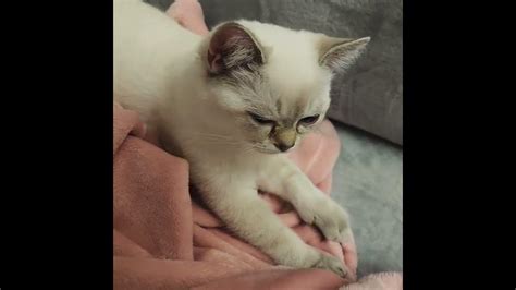 꾹꾹이 하는 아기고양이의 골골송 브리티시쇼트헤어 귀여운 아기고양이 아기고양이일상 골골송 꾹꾹이 고양이집사 Youtube