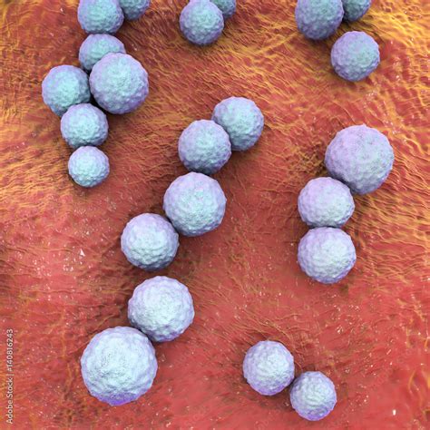 Photo And Art Print Streptococcus Mutans Bacteria Gram Positive Cocci Which Cause Dental Caries
