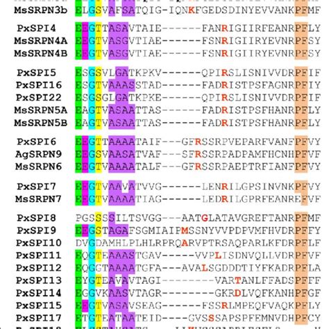 multiple sequence alignment of the hinge and reactive center loop