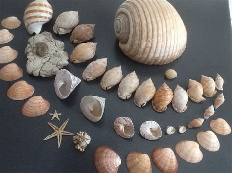 A Collection Of 36 Sea Shells In Different Size Catawiki