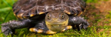 The Western Swamp Tortoise Henley Brook Primary School