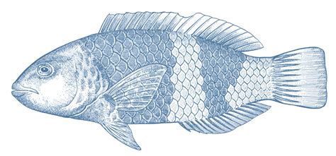 Bluethroat Wrasse Goodfish