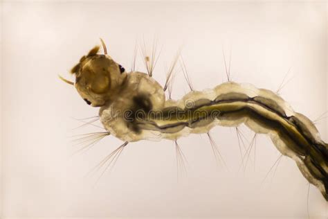 Close Up Mosquito Larvae In Light Microscope Larvae Under A Microscope