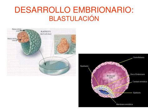 Ppt FecundaciÓn Y Desarrollo Embrionario Powerpoint Presentation Free Download Id1775357