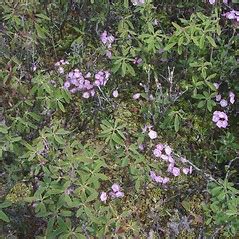 Kalmia Polifolia Bog American Laurel Bog Laurel Go Botany