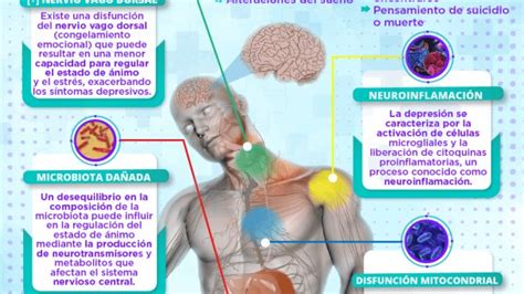 La Depresión En La Anatomía