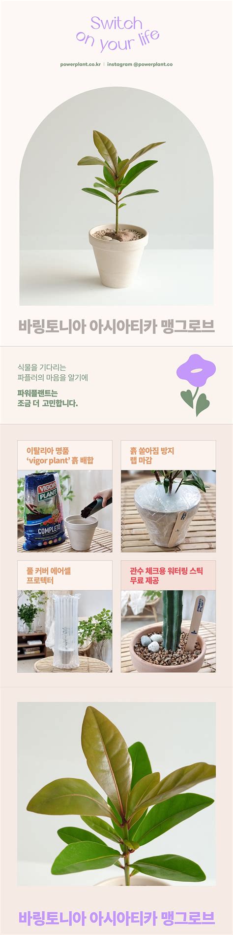 식물 코코넛열매 연상되는 희귀한 반려식물 바링토니아 아시아티카 맹그로브 중스팡 기본형 18cm 오늘의집 쇼핑