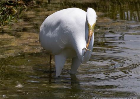 What Is Rolling Shutter Effect In Mirrorless Cameras And What Might Fix It Byrder