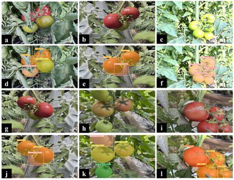 Improved Yolov8 Seg Network For Instance Segmentation Of Healthy And