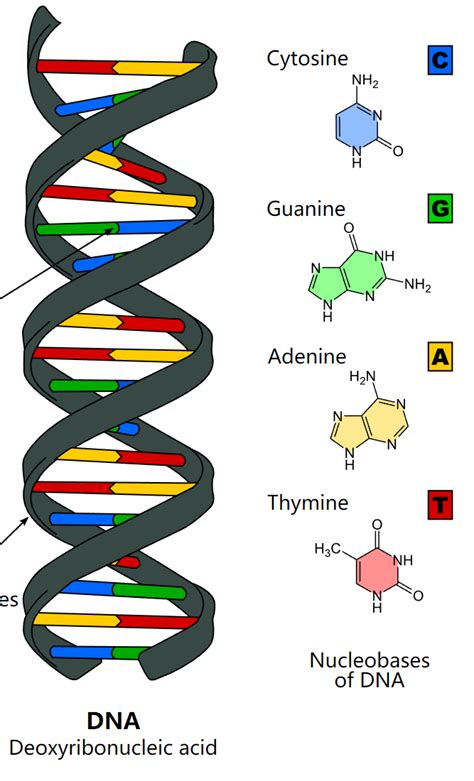 基因链图 卡通 大山谷图库