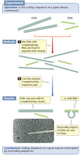 RNA Processing Flashcards Quizlet