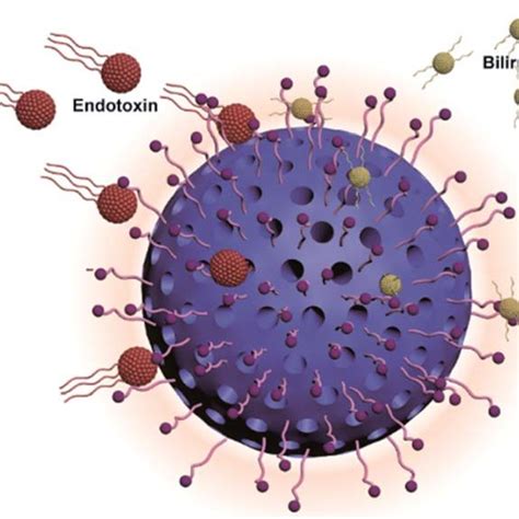 Scheme Of Polymyxin B Engineered Polystyrene Divinylbenzene Download Scientific Diagram