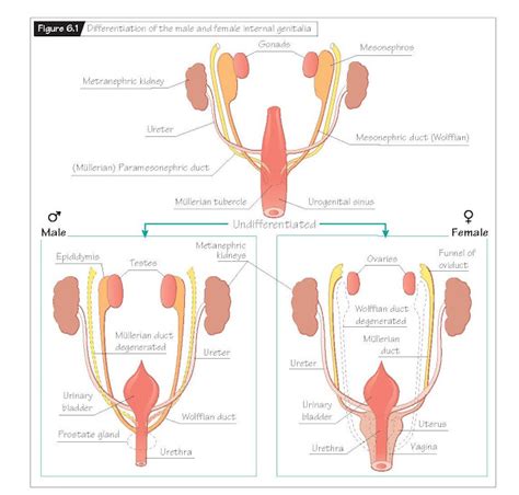 Phenotypic Sex Differentiation Pediagenosis