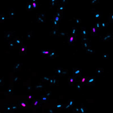 Live Or Dye™ Fixable Viability Staining Kits Biotium
