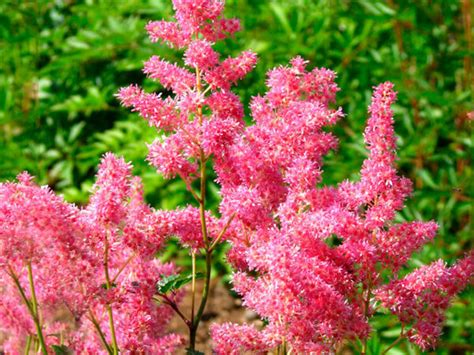 Что посадить на даче неприхотливые цветы кустарники и деревья Я Покупаю